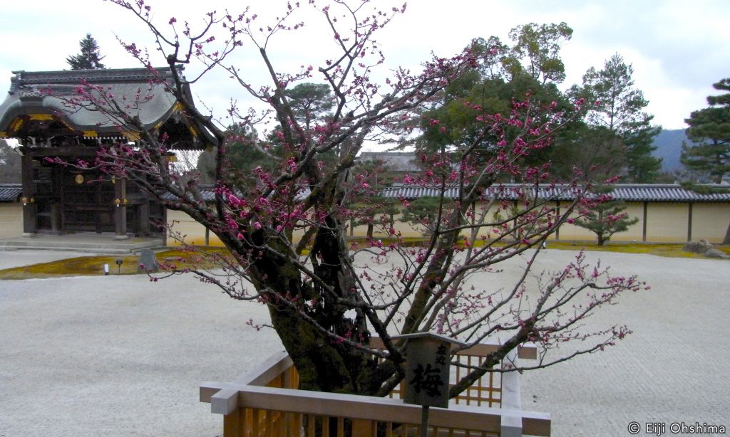 Daikaku-ji temple – premium kyoto guide